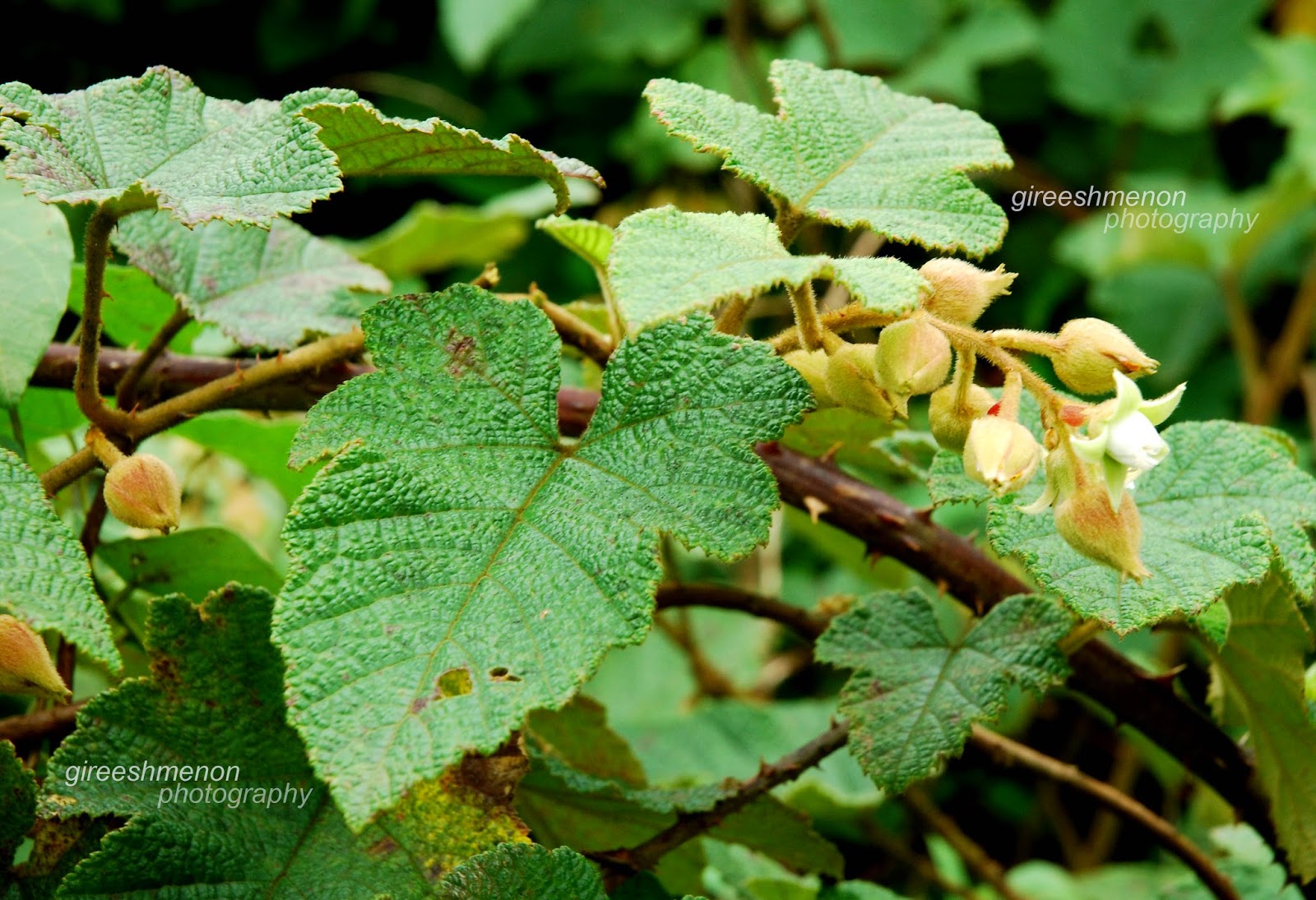 flowers - gireeshmenon: Rubus moluccanus - Wild Raspberry