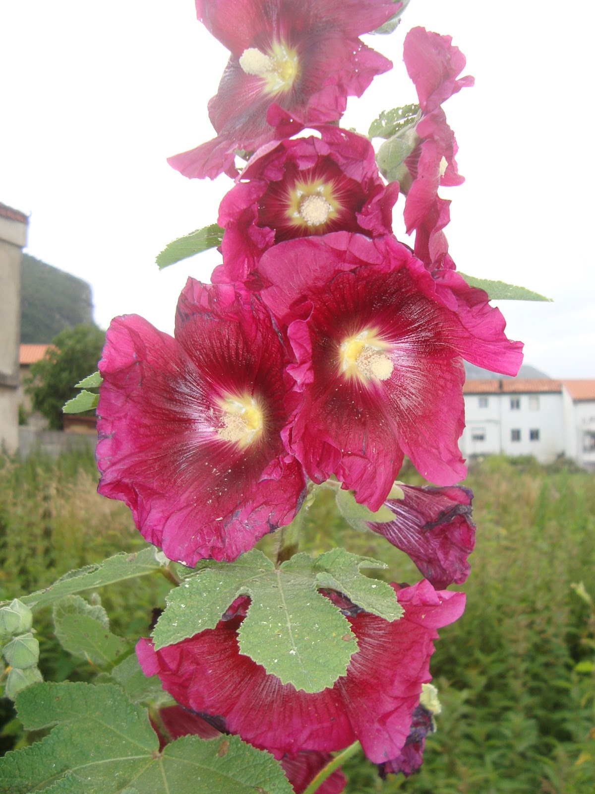 MALVA REAL ( Alcea rosea ) - El Jardín de Elbe