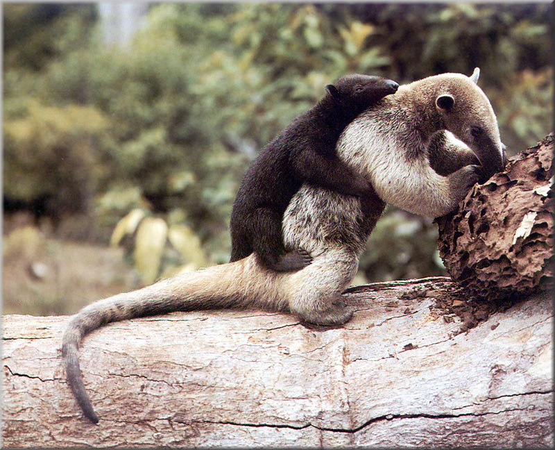 Anteater