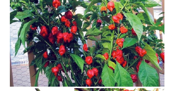 Čili Zaječar: Carolina Reaper