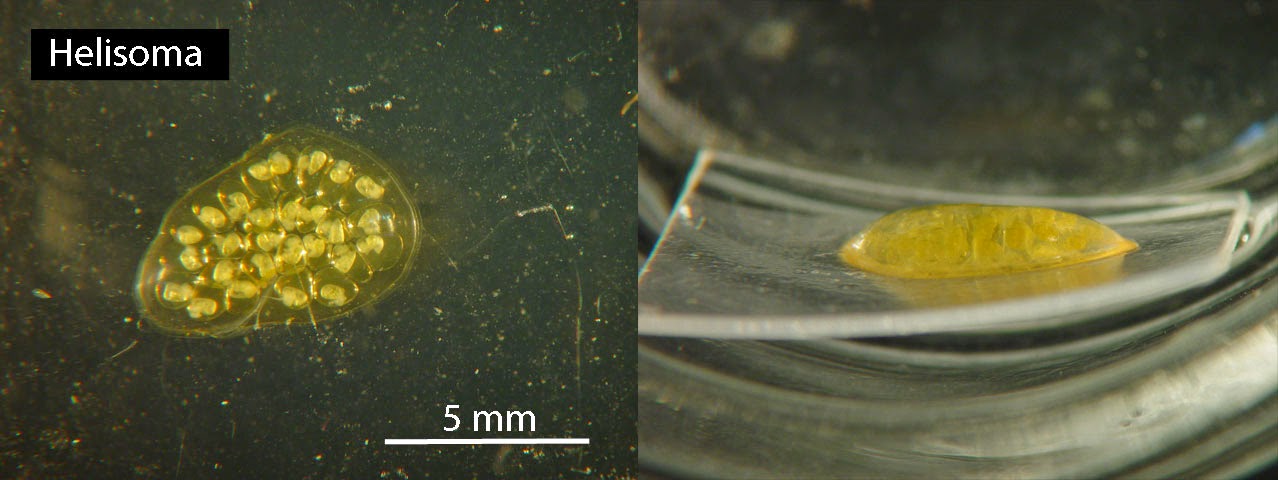 Freshwater Gastropods of North America: The Egg Masses of Freshwater ...