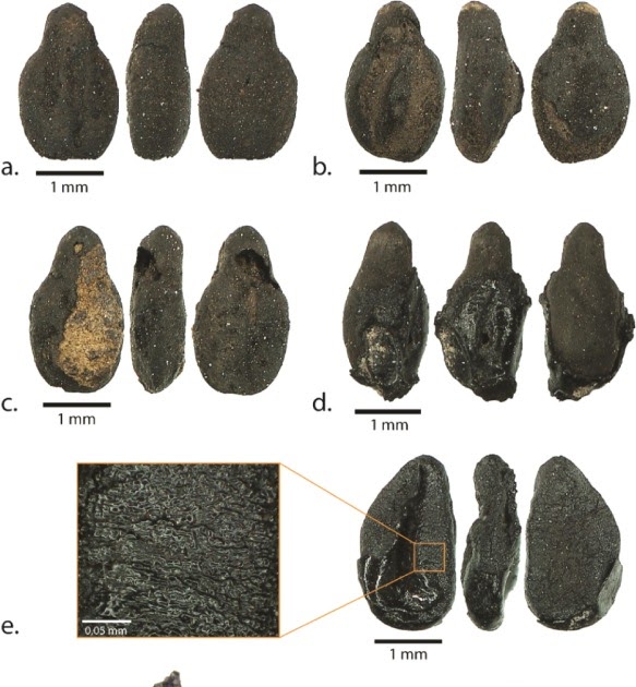 Updates on archaeobotany