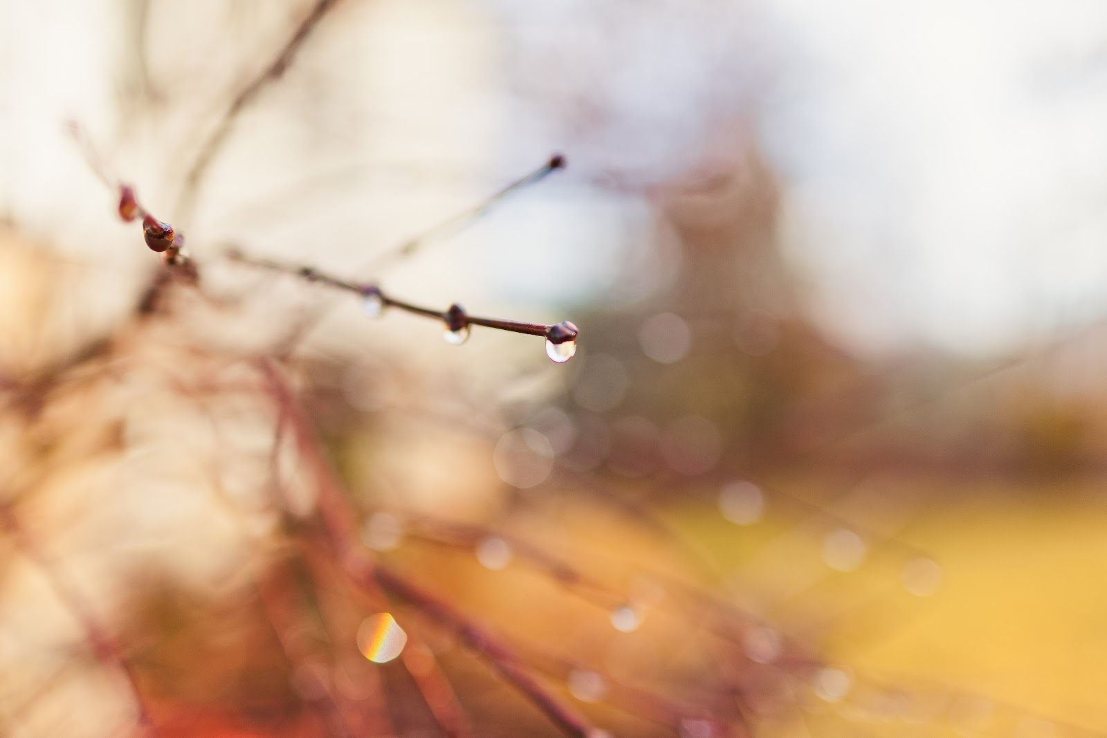 A dewy morning {photo tip about aperture} | Bow and Arrow photography