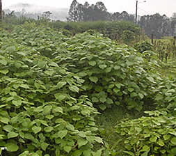 CLONES DE PASTOS DE CORTE MEJORADOS COLOMBIANOS: CLONES PASTOS DE CORTE ...