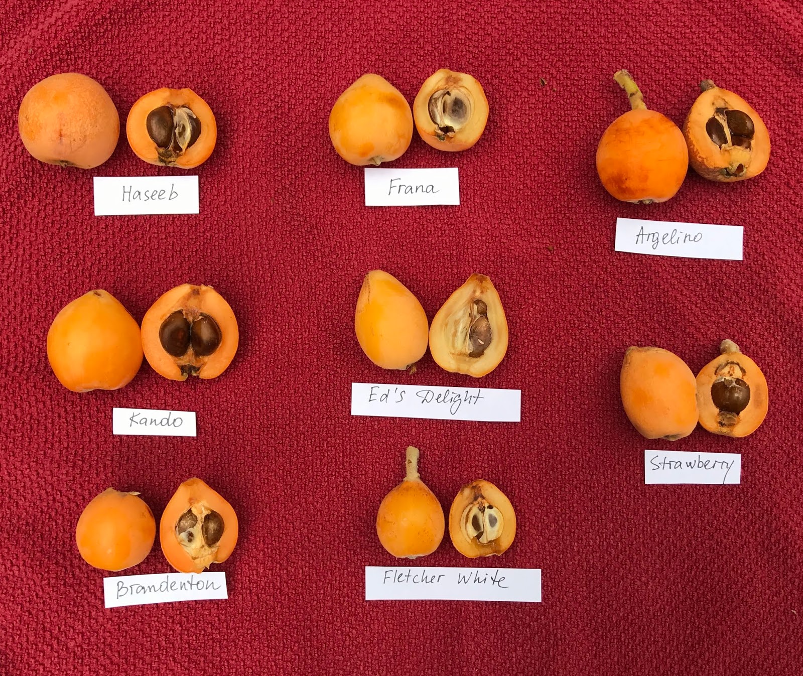 Gardening : Loquat tasting on May 30, 2020