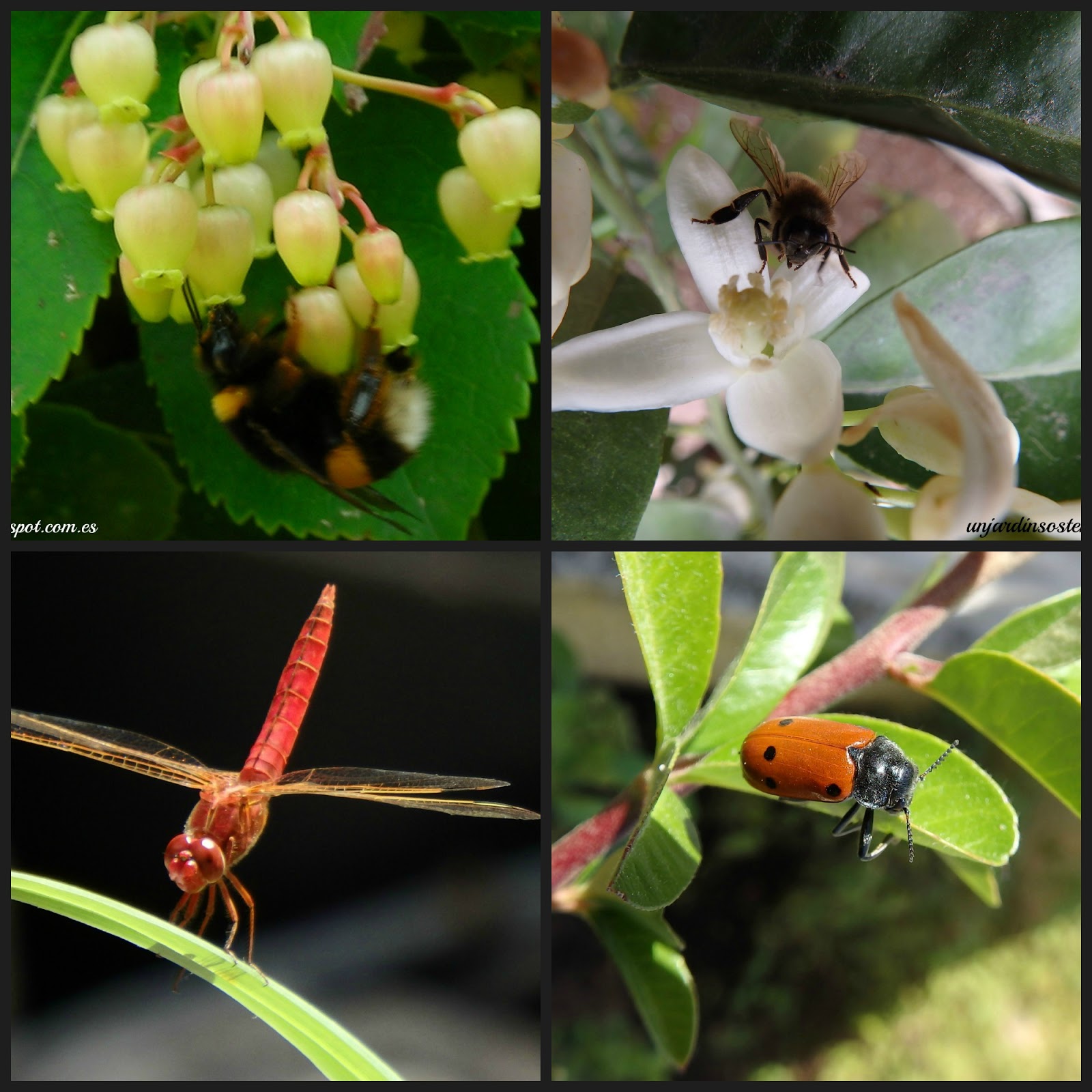 La importancia de Insectos y Pájaros en nuestro Jardín-Huerto