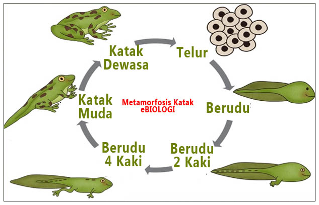 Cara Menggambar Berudu