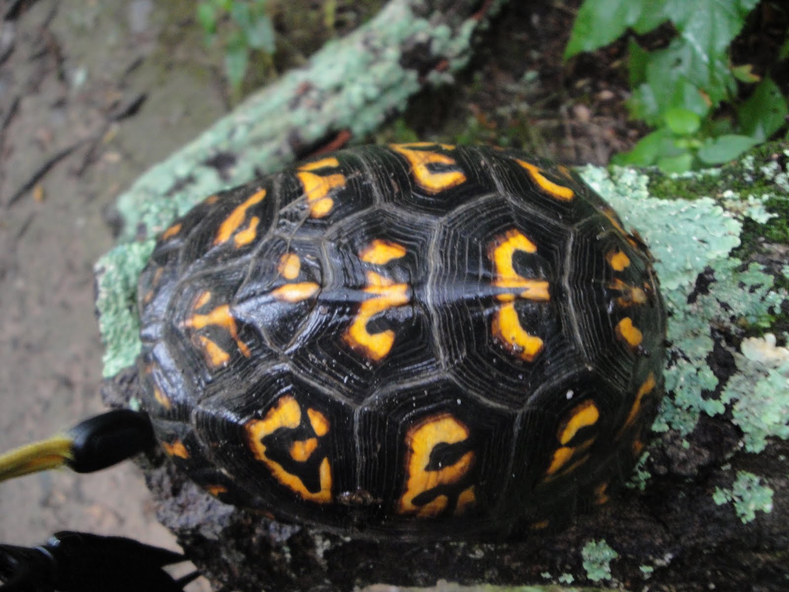 From the Suburbs, Naturally: Species Feature #3, Eastern Box Turtle