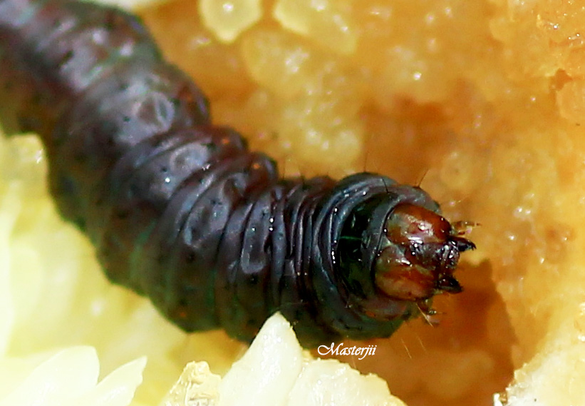 PELITA KABAD: ULAT PENGOREK BUAH LIMAU