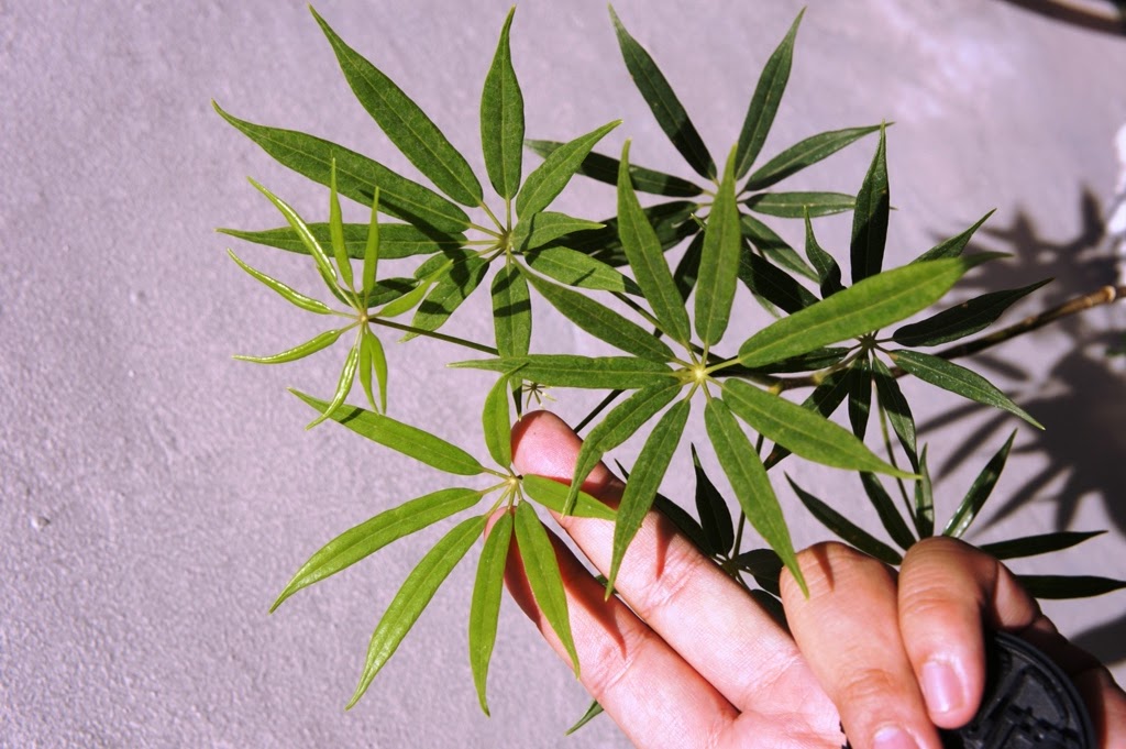 OUR PHILIPPINE TREES: Counting my 'Fingers'