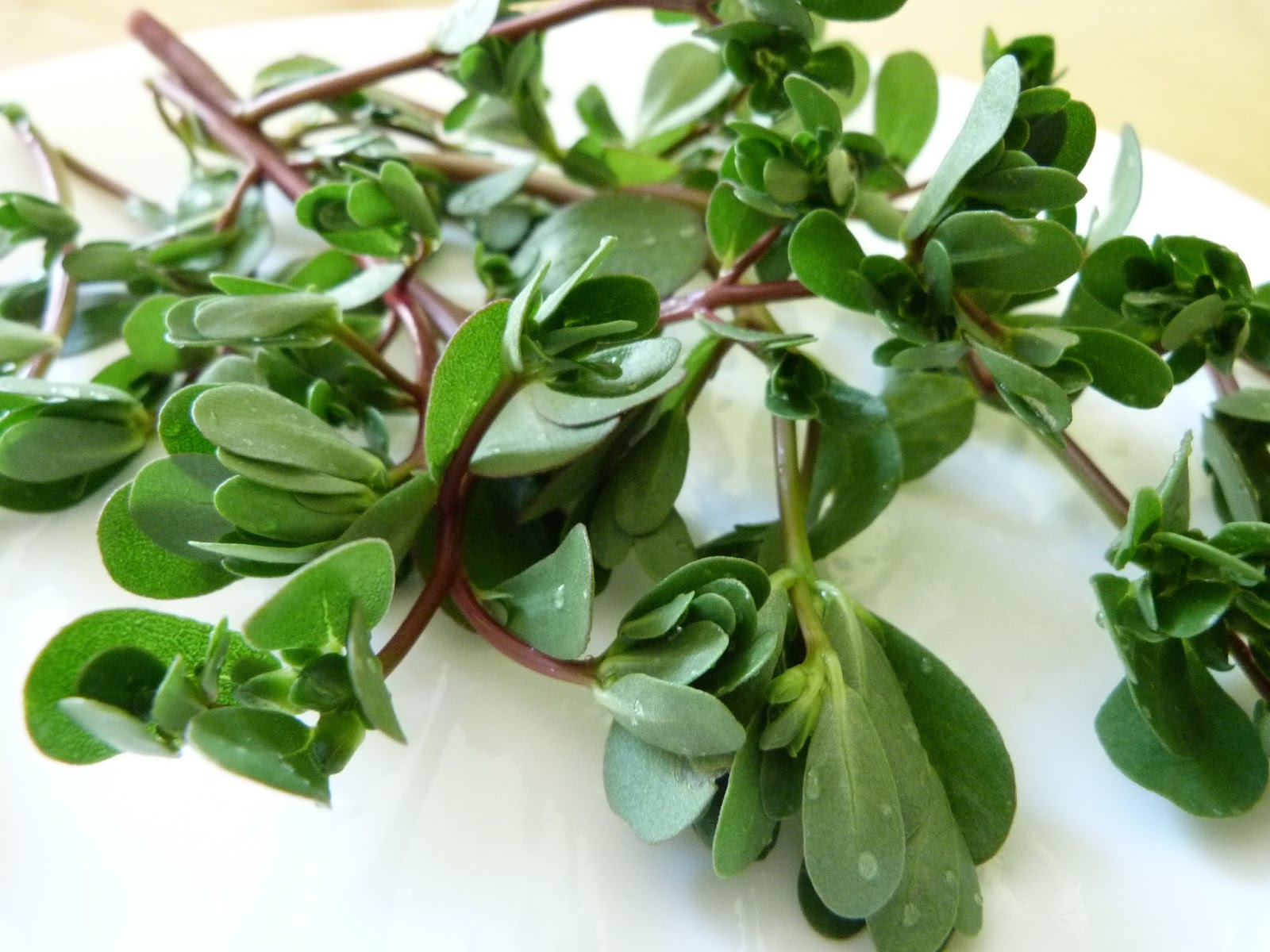Zelená žaburina: Portulaka zeleninová