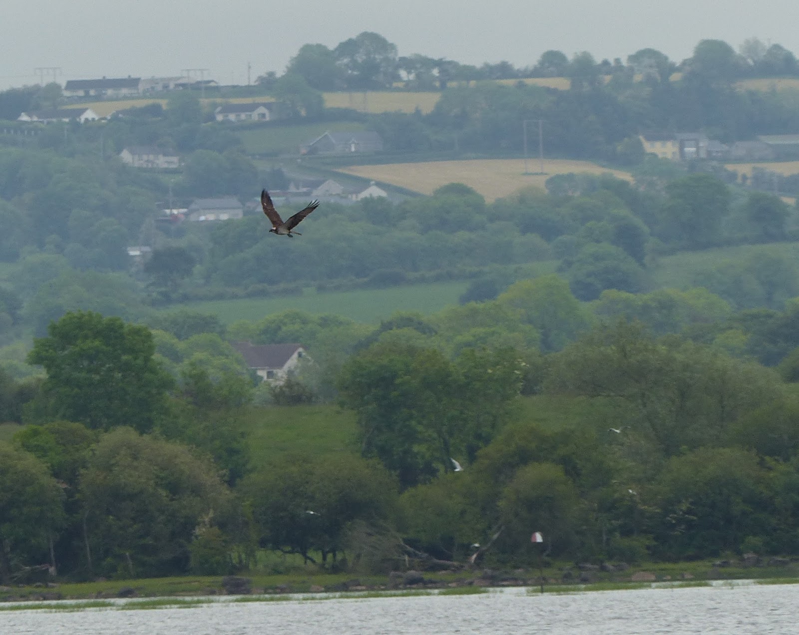 A Field Notebook: Lough Beg, Church Island to Paddy's Dubh