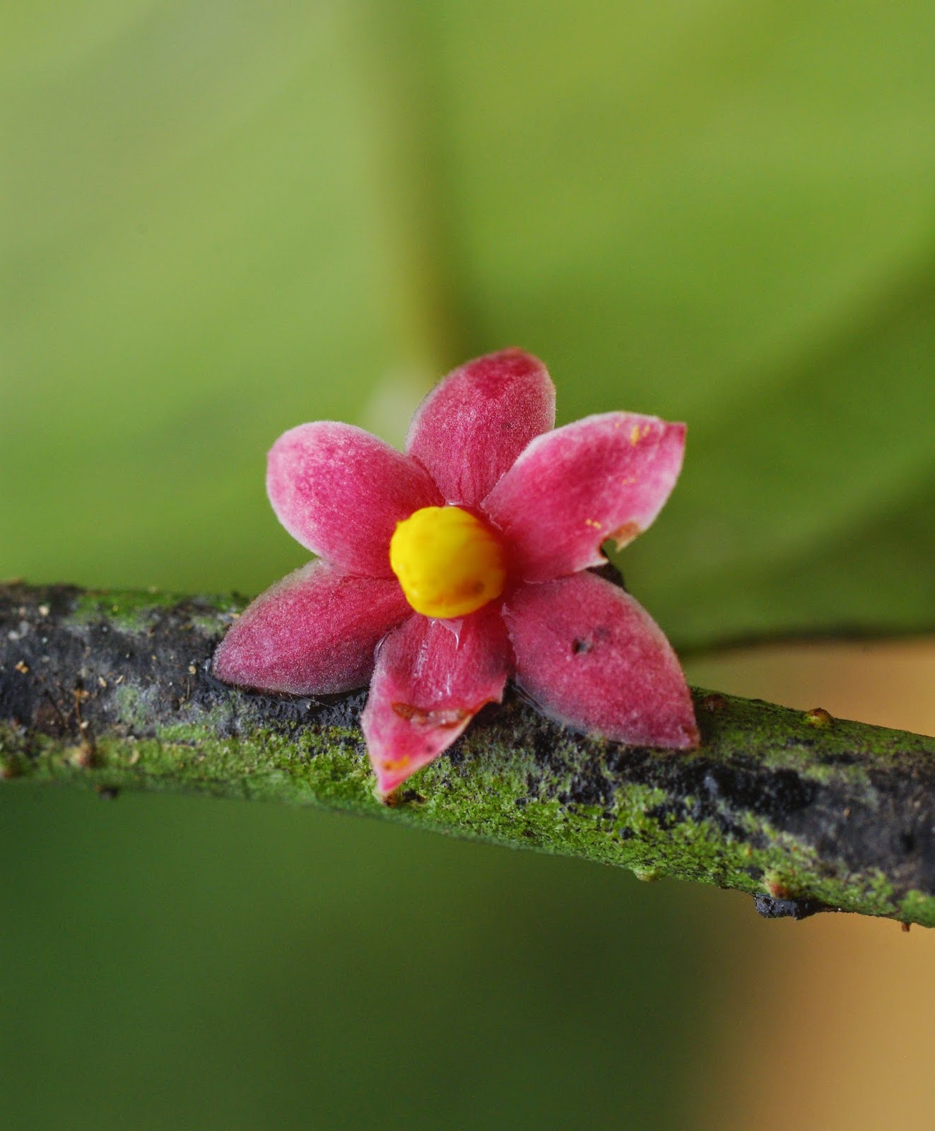 Species New to Science: [Botany • 2015] Sirdavidia solannona • An ...