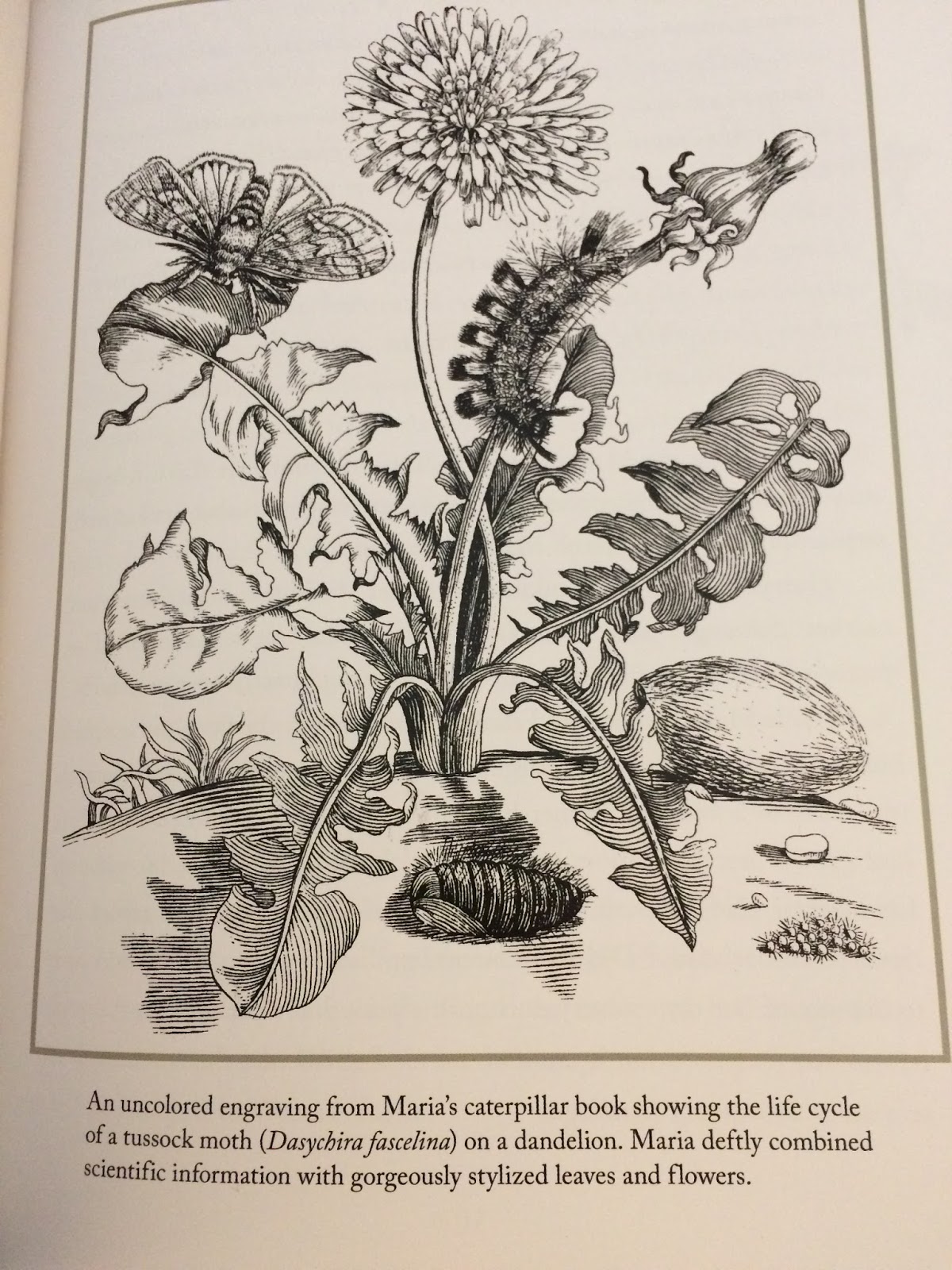 My Head Is Full of Books: Friday Quotes and Review: The Girl Who Drew ...