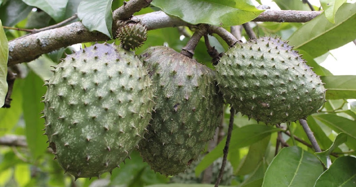 Cara Mudah Menyemai Sirsak - Nur Fadhilah Syahrawi