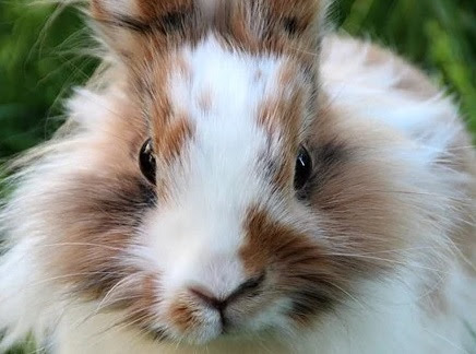 Why the bunny rabbit has wiggly slits for a nose