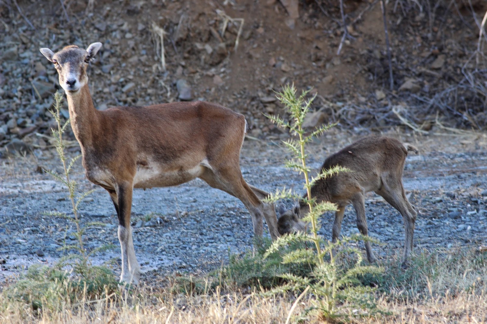 Mammals of Cyprus - Τα θηλαστικά της Κύπρου by George Konstantinou ...