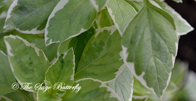 The Sage Butterfly: My New Herb Garden