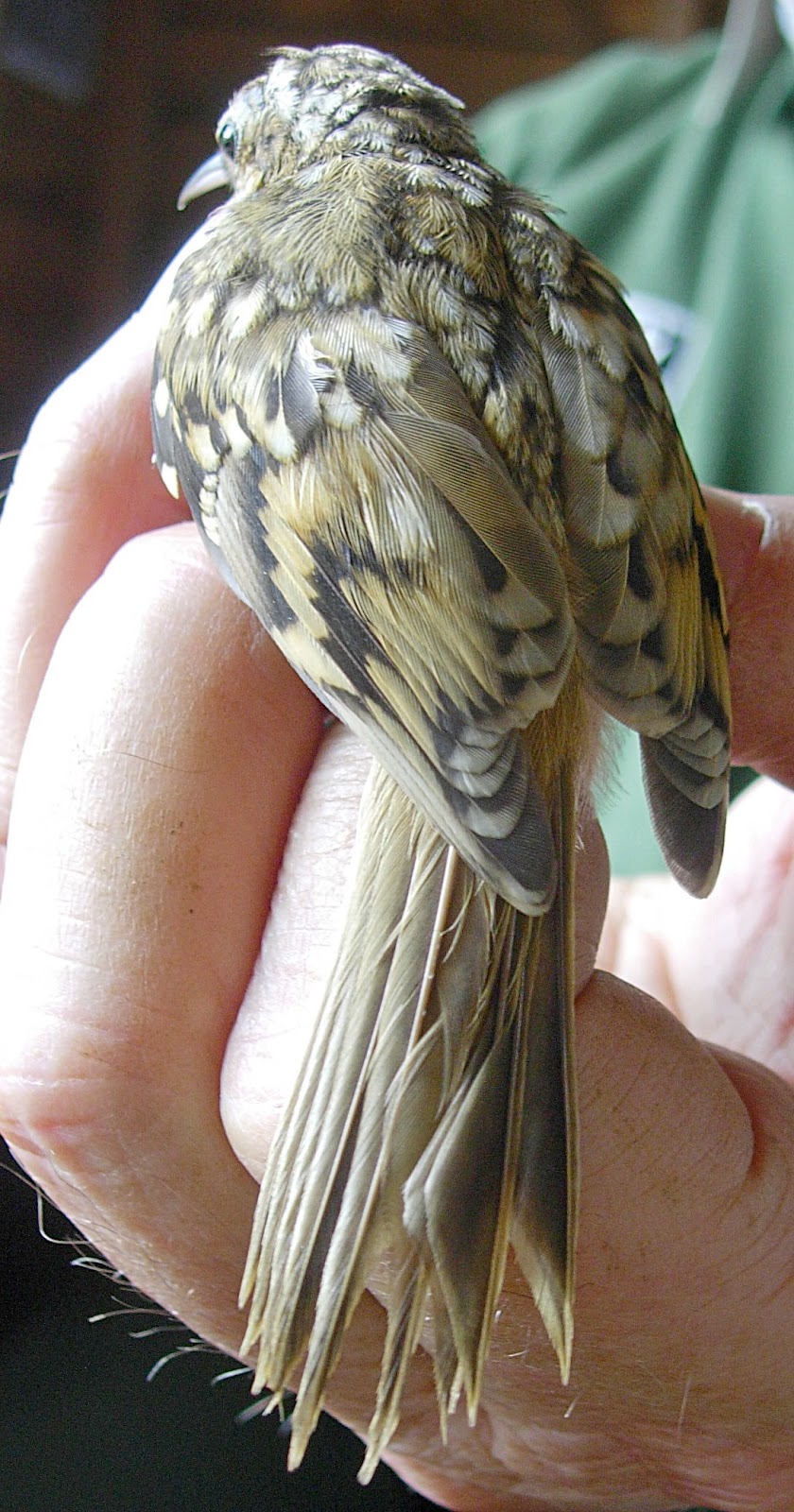 Northamptonshire Birding: Pitsford CES