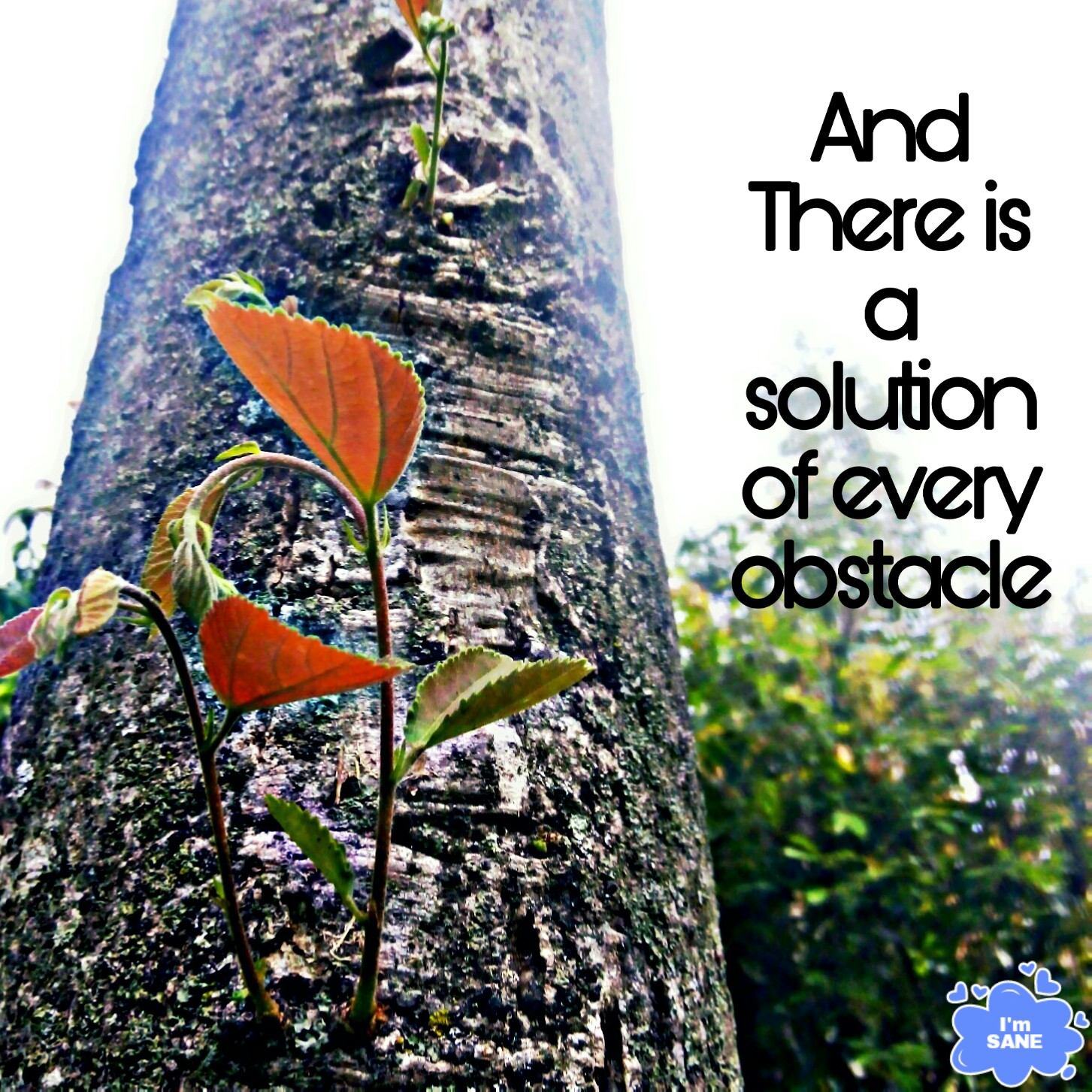 Top 10 inspirational quotes with nature images