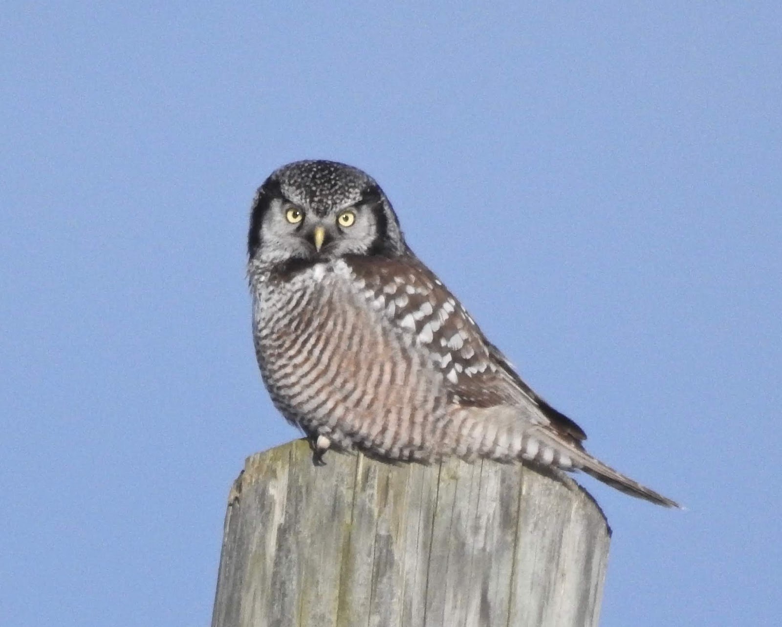 Bev's Nature Blog: Northern Hawk Owl