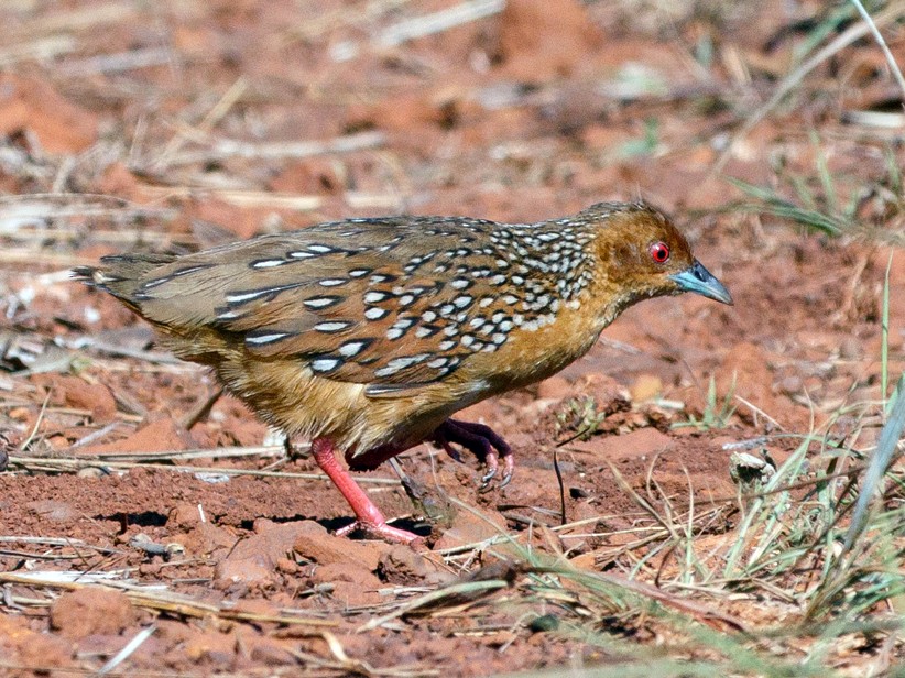 Félix de Azara (1742 - 1821). El Hombre Bicentenario.