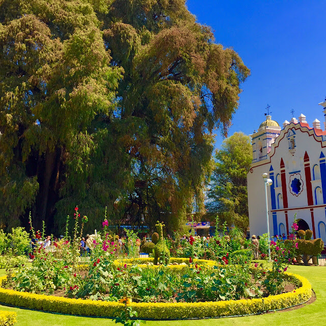 Just Keep Heading West: The Biggest Tree in the World is in ... Mexico ...