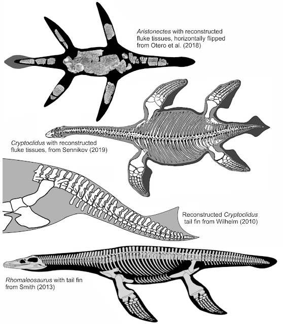 Mark P. Witton's Blog: A tale of plesiosaur tails: vertical fins or ...