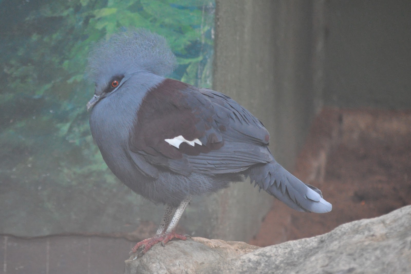 ZOOTOGRAFIANDO (6.100 ANIMALS): GOURA CORONADA OCCIDENTAL / WESTERN ...