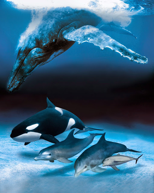 CETÁCEOS - Saiba Tudo Desses Mamíferos Aquáticos