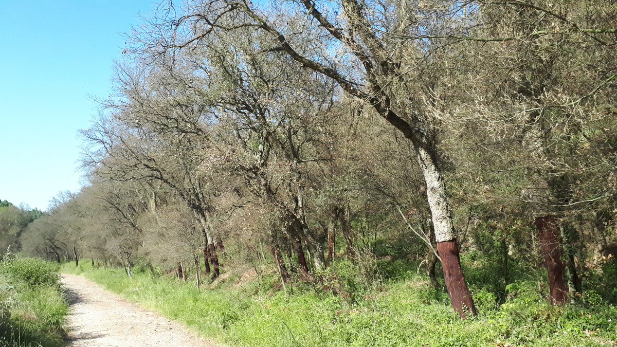 La Natura a la Baixa Tordera: Sobre la cuca peluda del suro (Lymantria ...