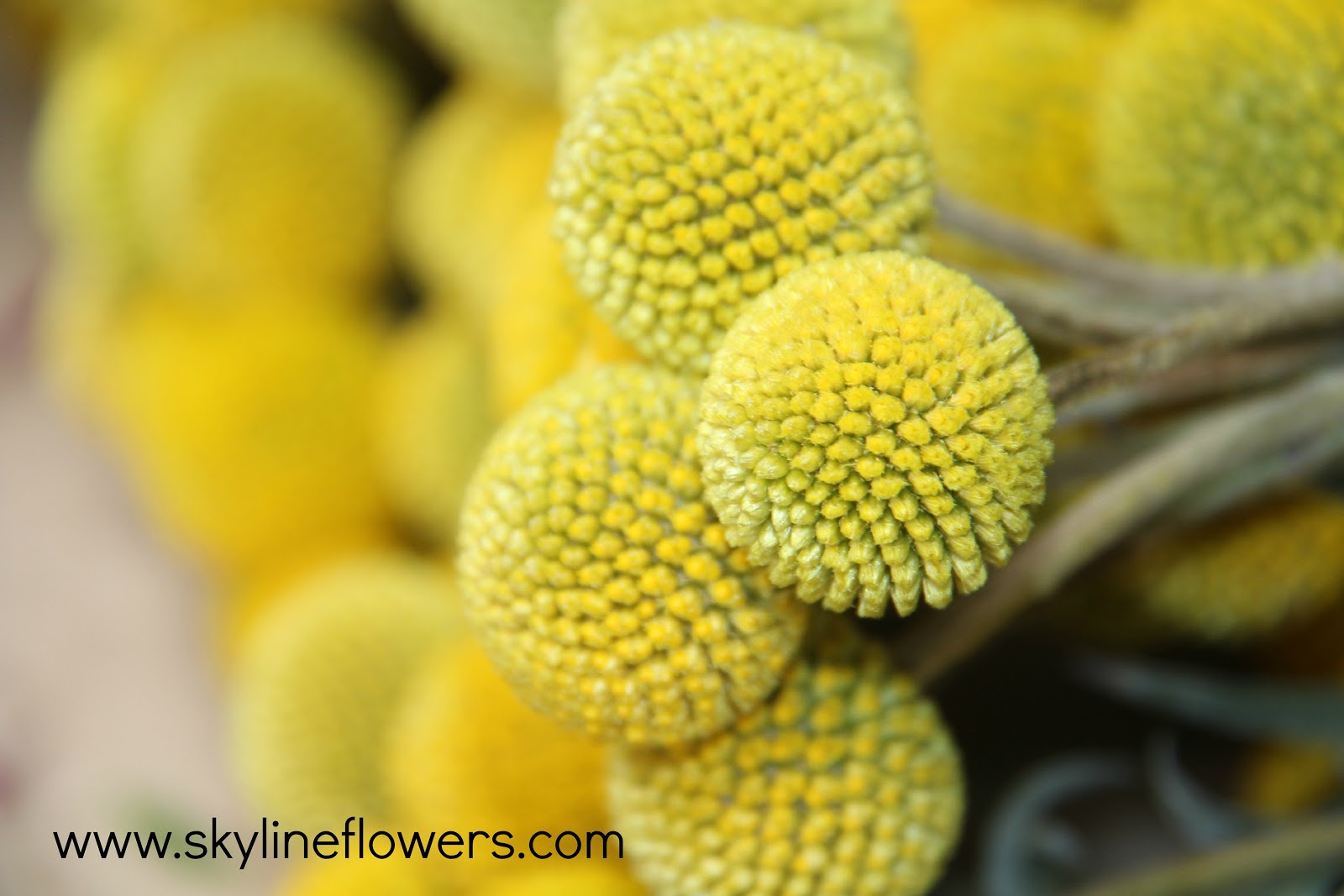 Skyline Flower Growers: Craspedia equals "Good Health"