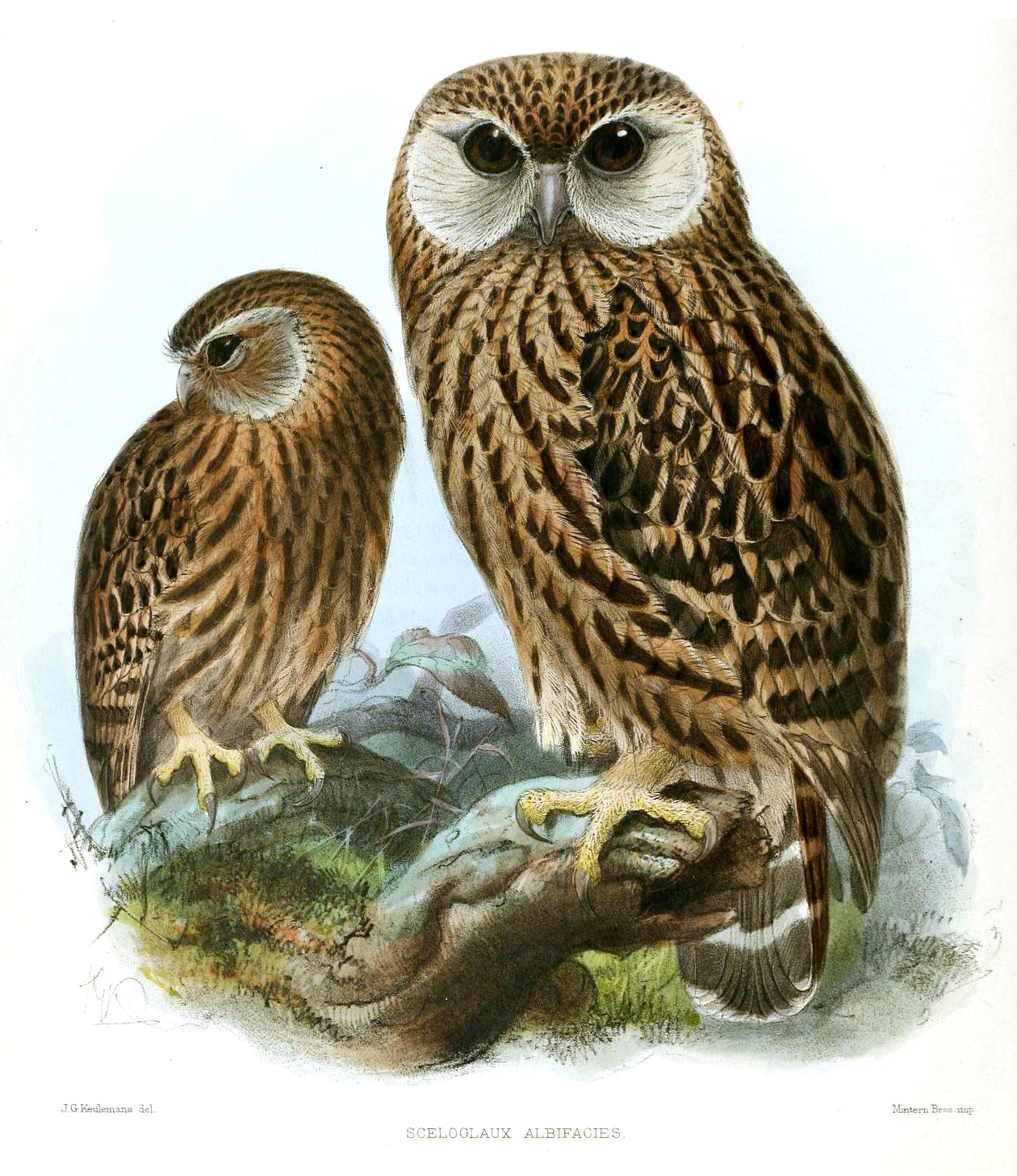 Species New to Science: [Ornithology • 2016] Ninox albifacies ...