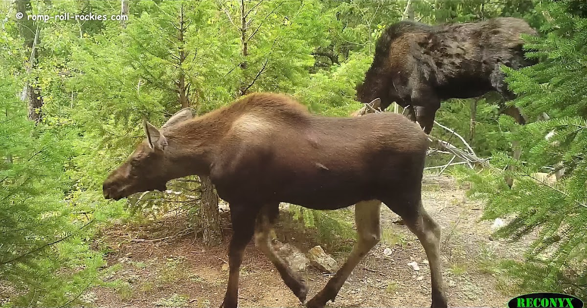 Romping and Rolling in the Rockies: Crazy, crazy moose!