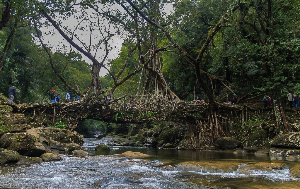Living Root Bridges of Meghalaya, India (with Map & Photos)