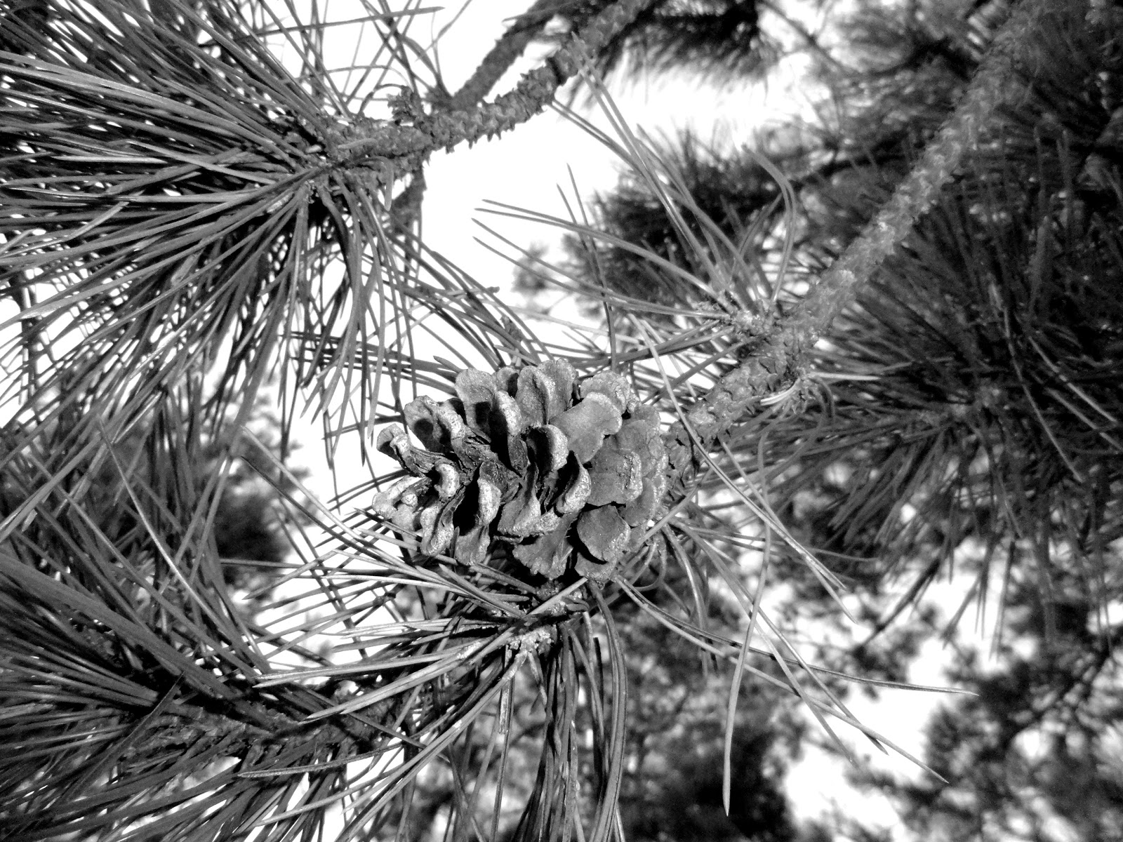Imagini alb-negru cu plante / Black and white images with plants: Pinul ...