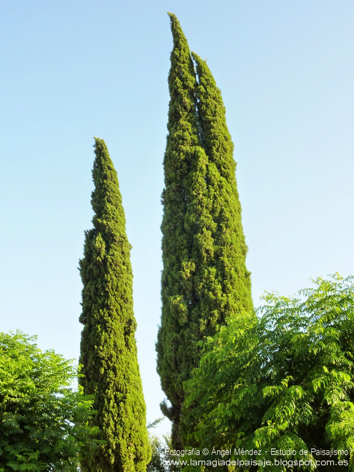 CIPRÉS, la pincelada vertical en las composiciones