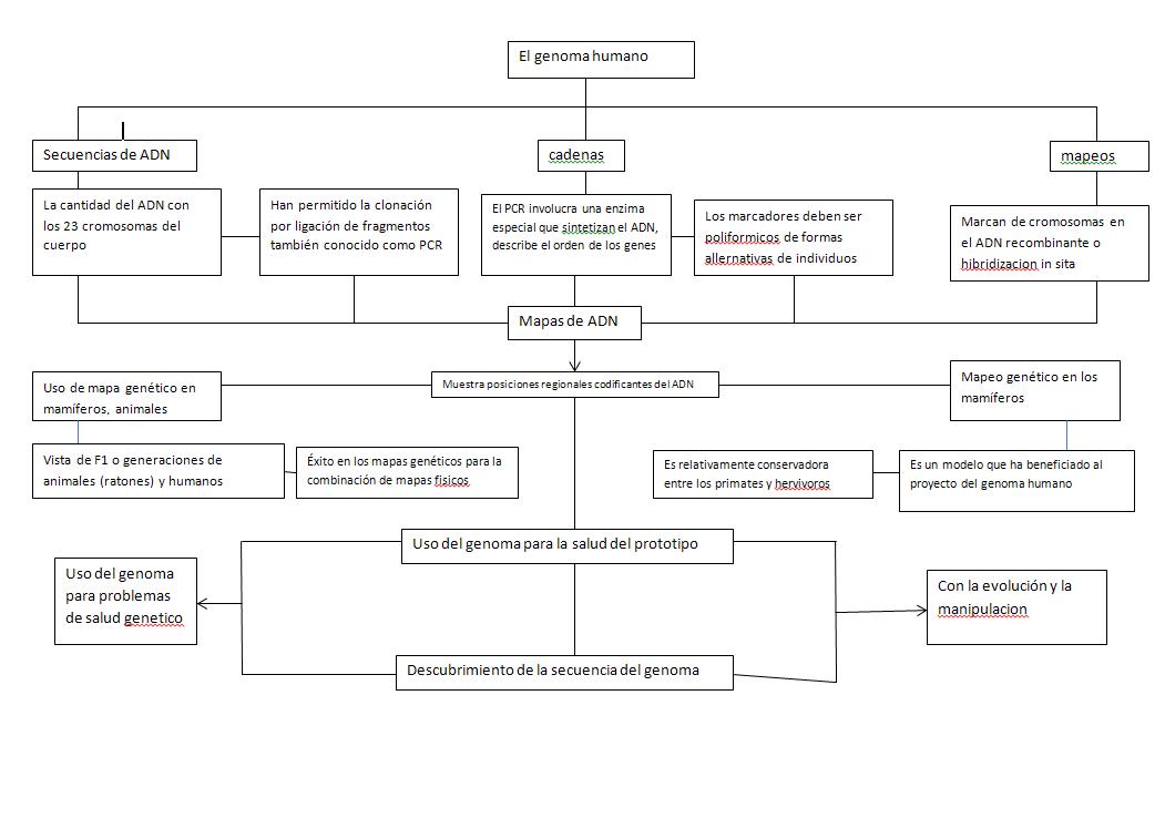 biologia: MAPA GENOMA HUMANO