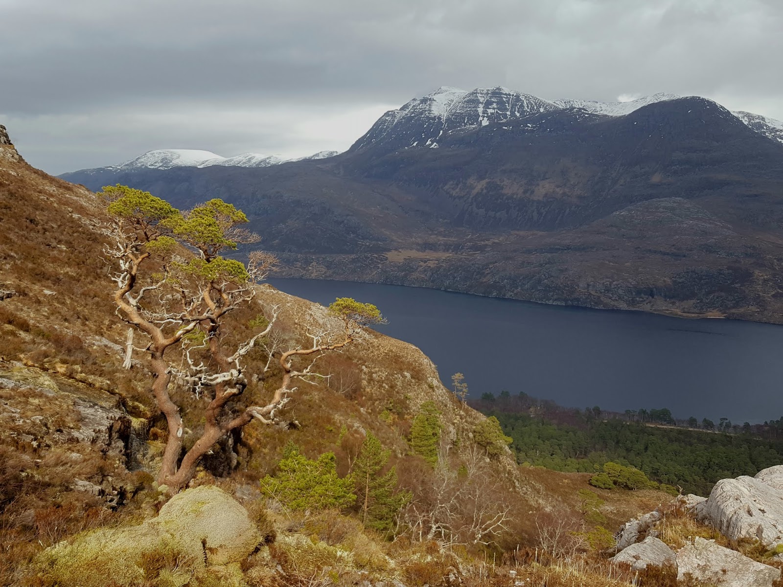 Bouncing Bertie's Blog: Krummholz