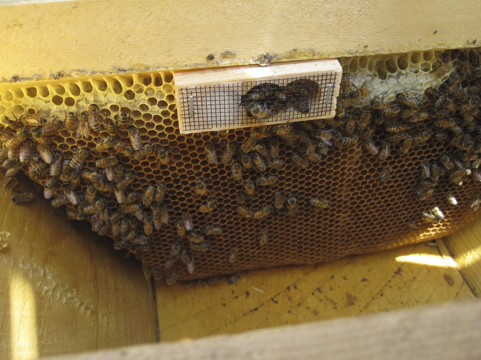 Brown's Downtown Bees: Bee Rescue- A bee love affair with canales and ...