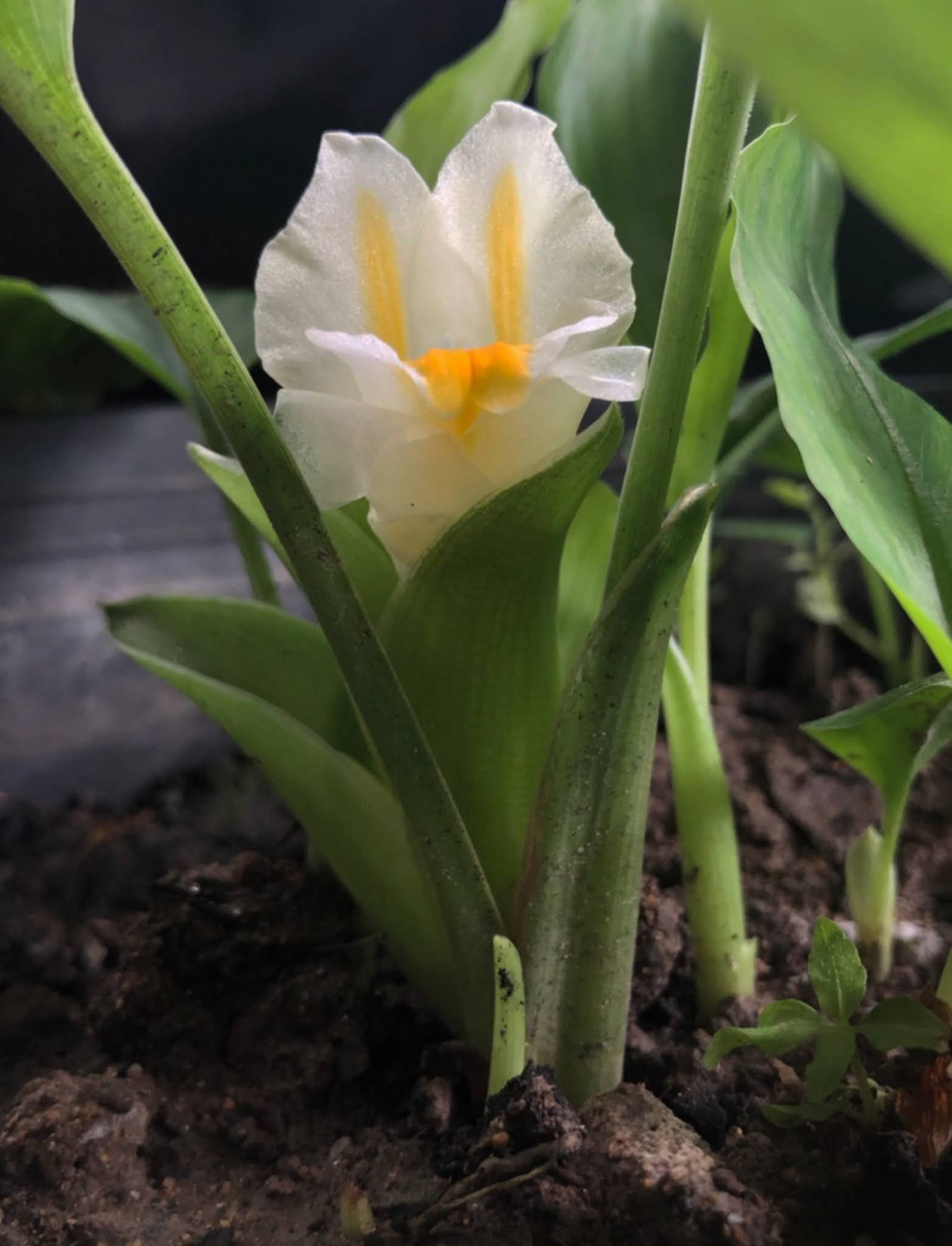 Species New to Science: [Botany • 2021] Curcuma phrayawan, C ...