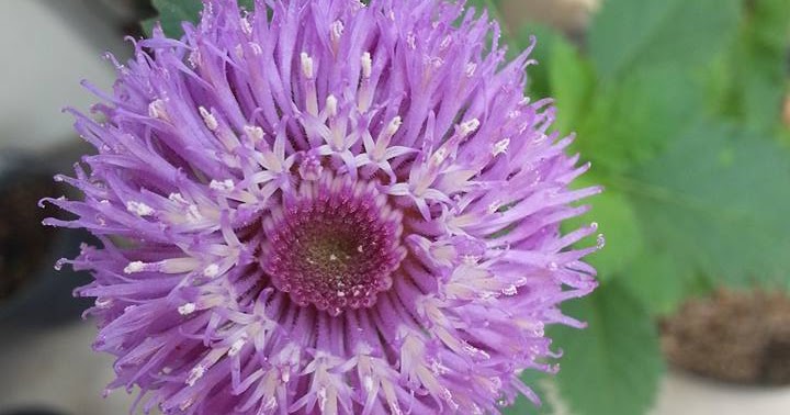 Bachelors Brazillian Button Flower