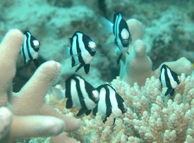 Fish Index: Humbug (Dascyllus aruanus)