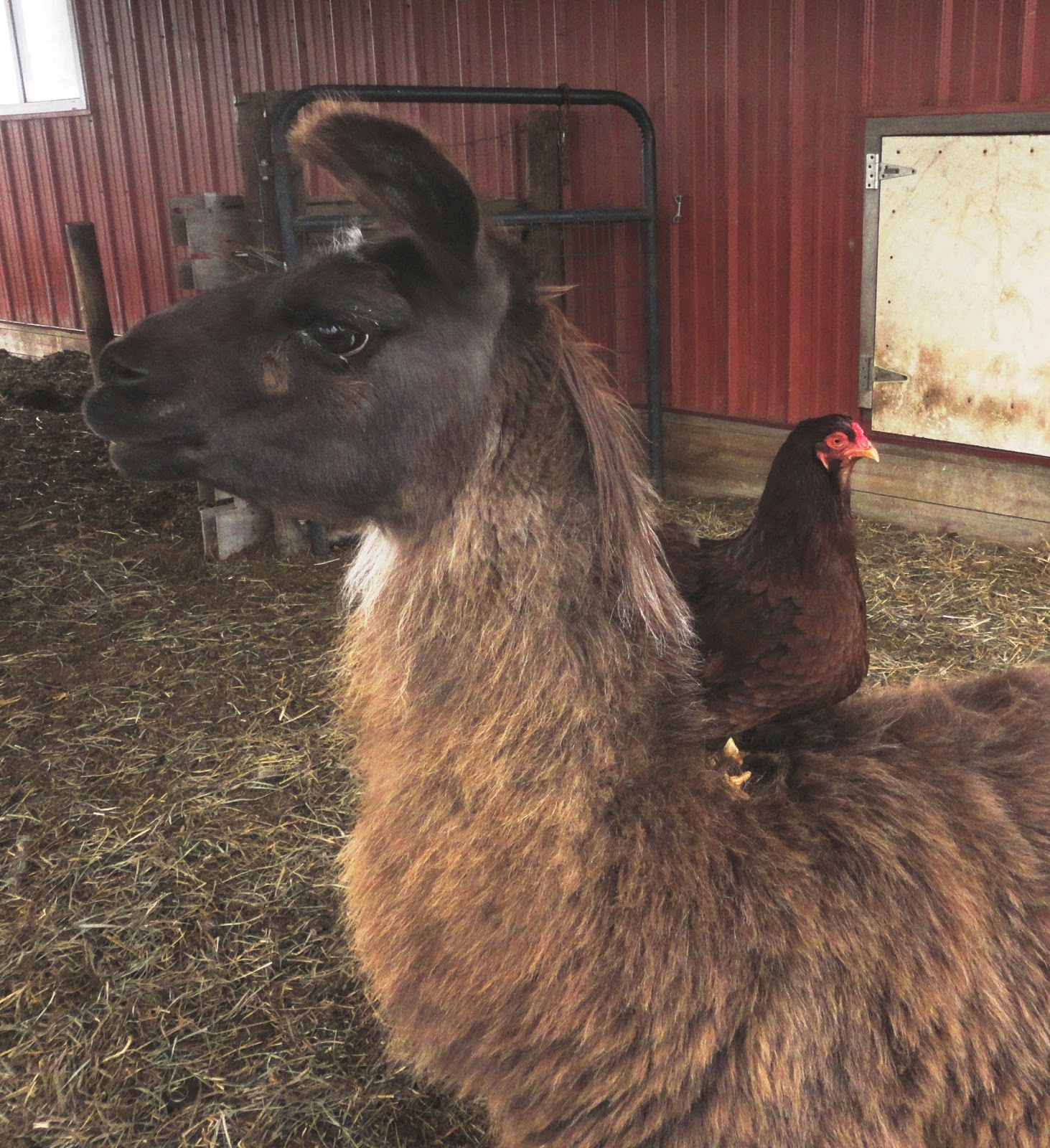 Ewe Chicks and a Llama: Llama Love