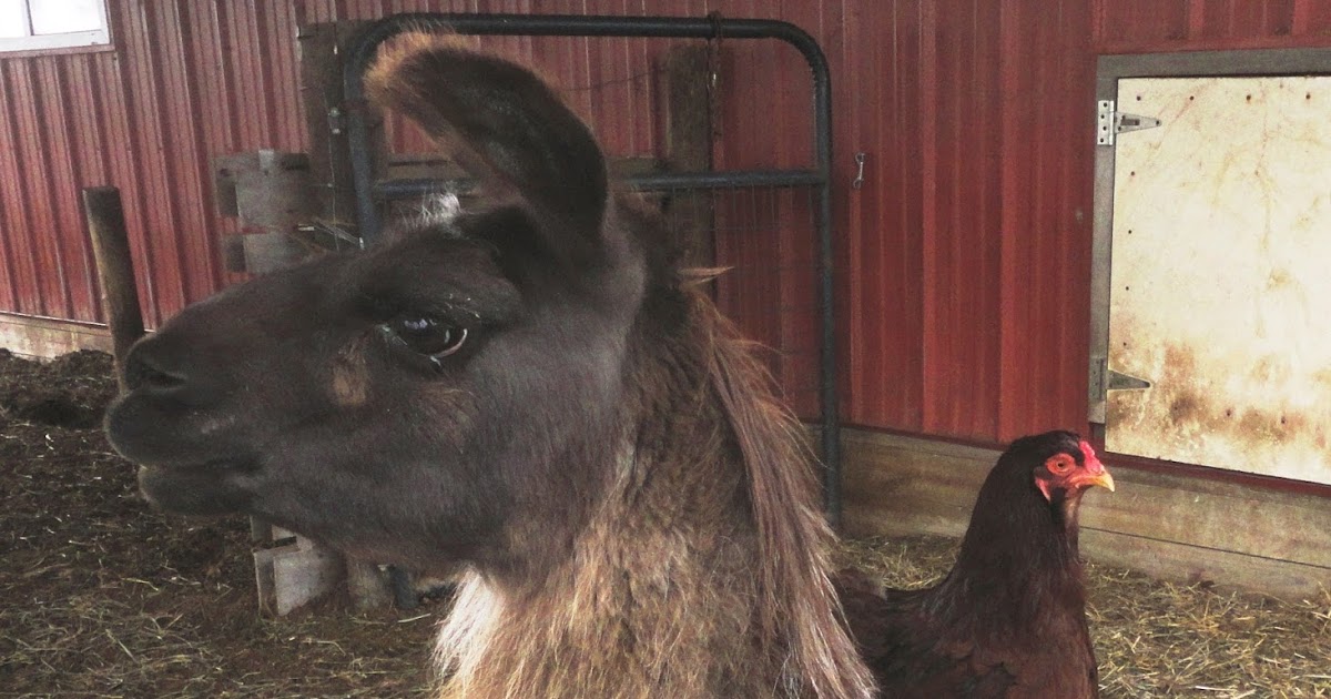 Ewe Chicks and a Llama: Llama Love