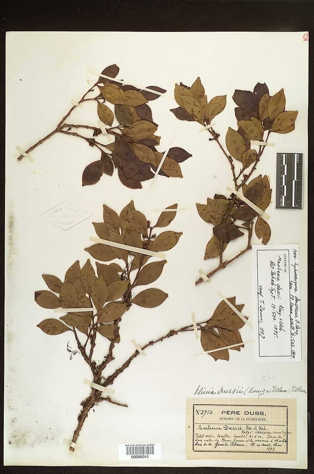 PLANT FAMILIES OF PUERTO RICO AND FLORIDA PAPO VIVES: MYRTACEAE NÚM102 ...