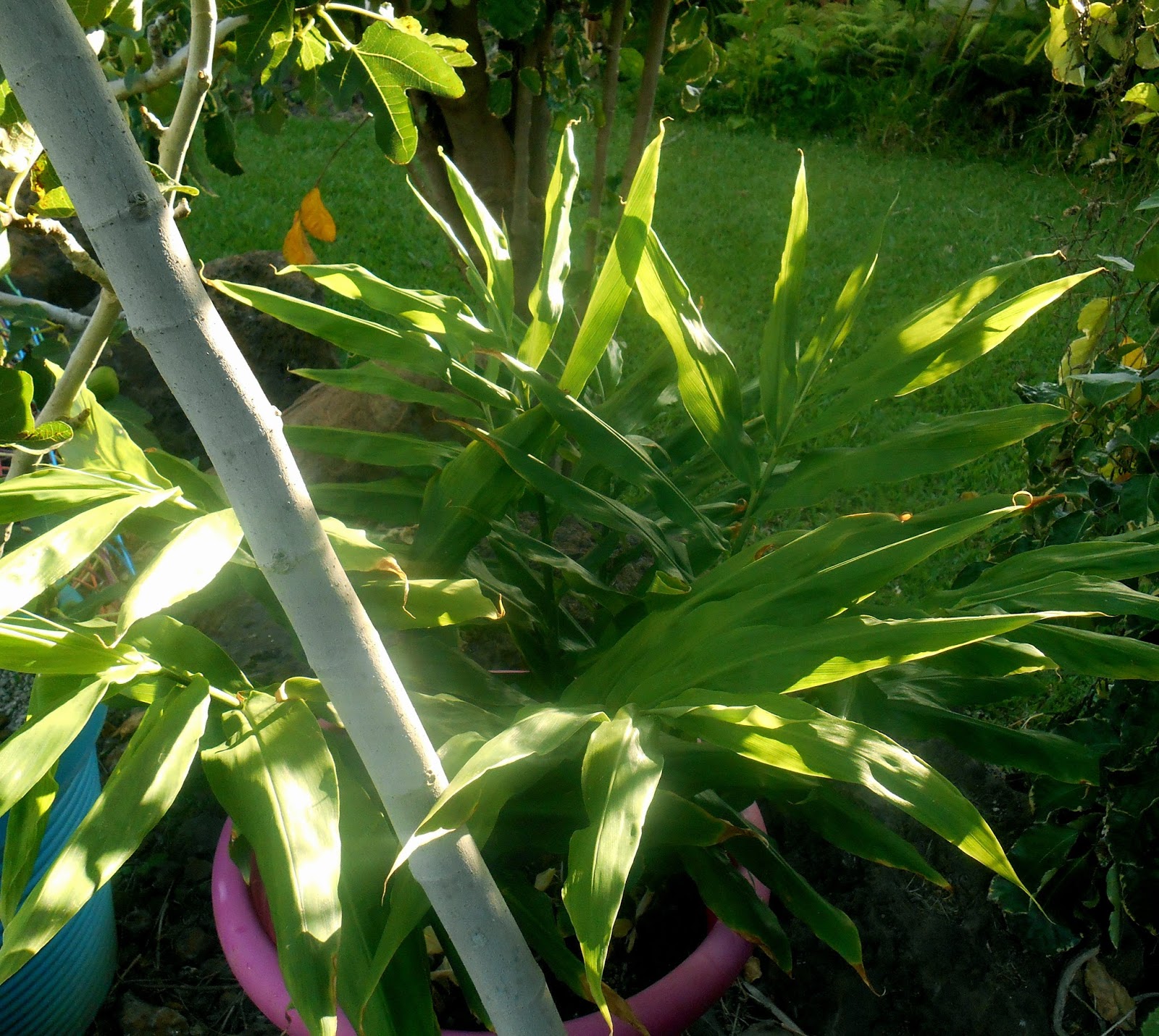 A Kitchen Garden in Kihei Maui: Growing Myoga Ginger