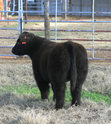 DIAMOND G CATTLE CO.: As seen on Wade Rodgers blog