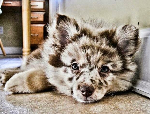 5 Dogs with most amazing fur | The Pet's Planet