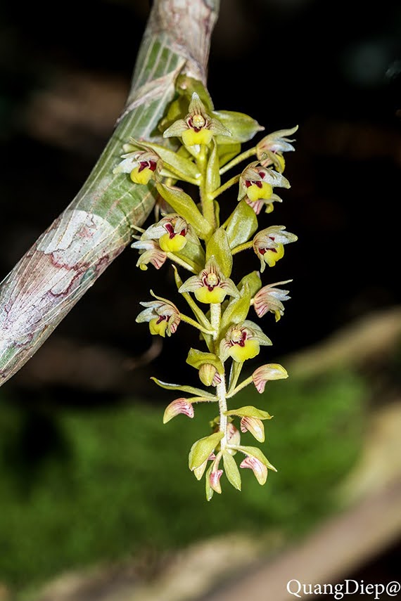 Pinalia amica Kuntze-The Lovely Eria